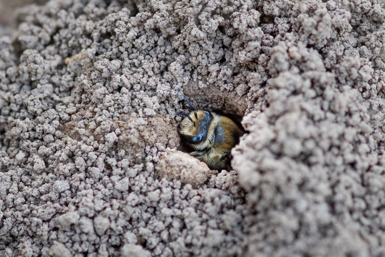 Mining Bee in Its Nest — Todd Henson Photography