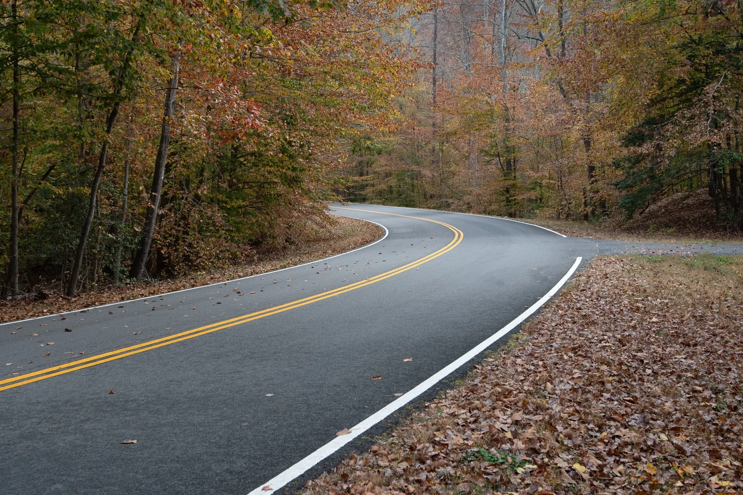 Autumn in Prince William Forest Park — Todd Henson Photography