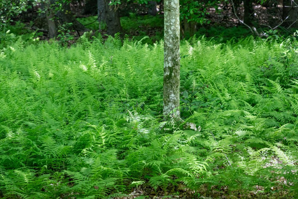 A Walk in the Woods at Widewater — Todd Henson Photography