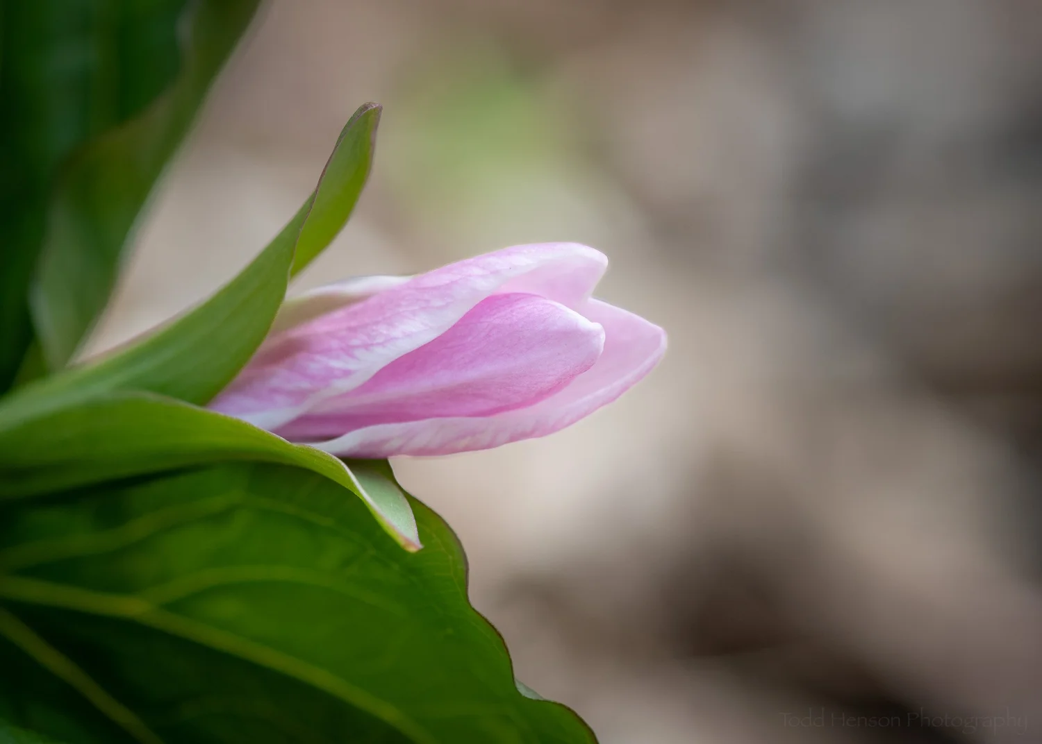 White Trillium From Bud to Bloom in 2024 — Todd Henson Photography