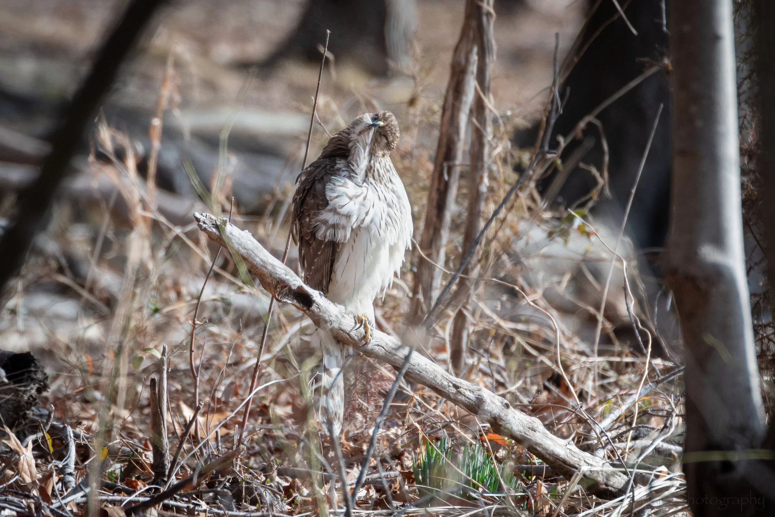 Observing an Adolescent Cooper’s Hawk — Todd Henson Photography