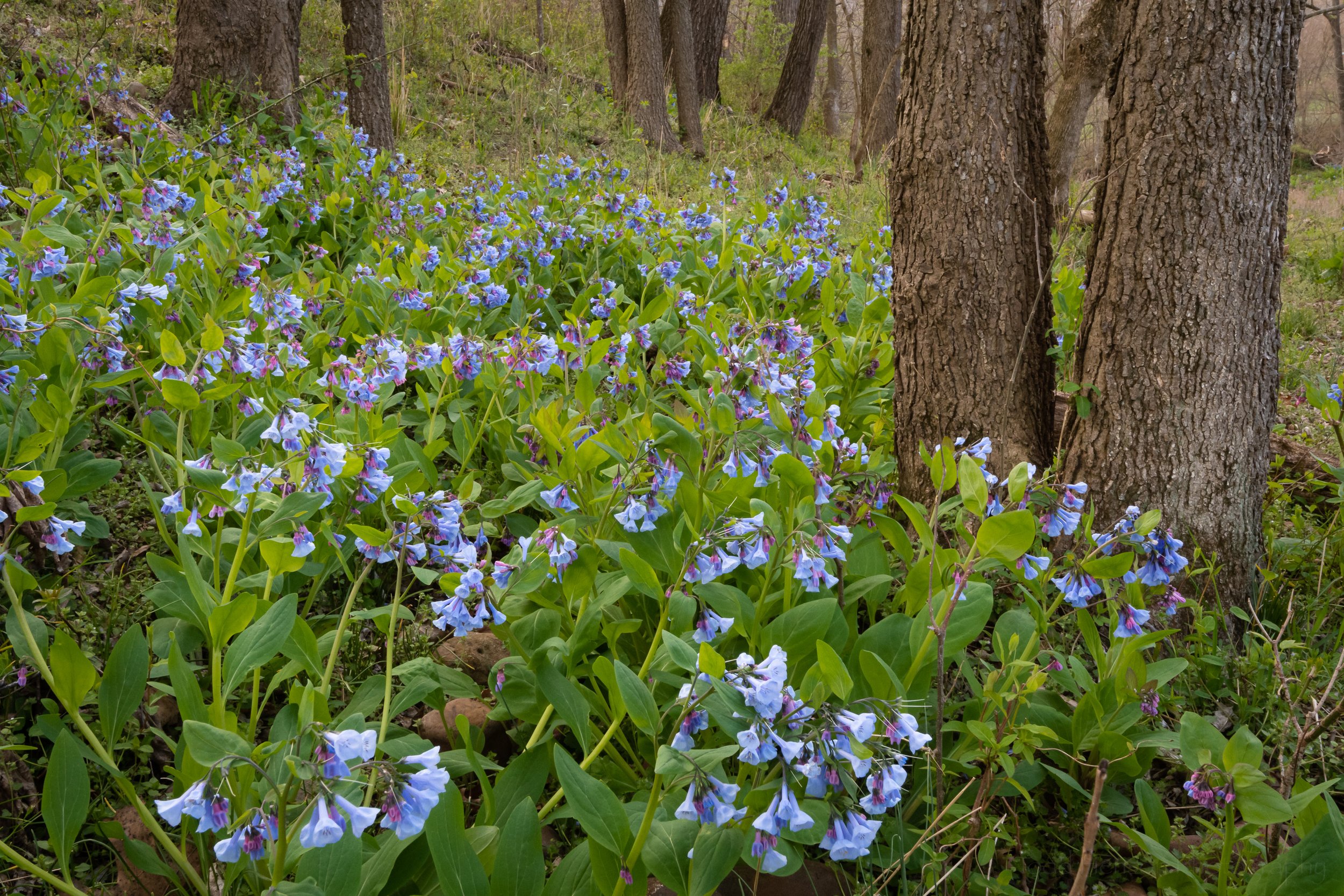 Virginia Bluebells Along Seven Bends — Todd Henson Photography