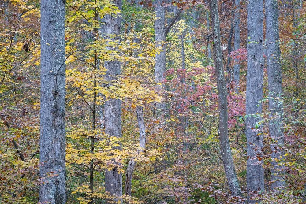 Autumn in Prince William Forest Park — Todd Henson Photography