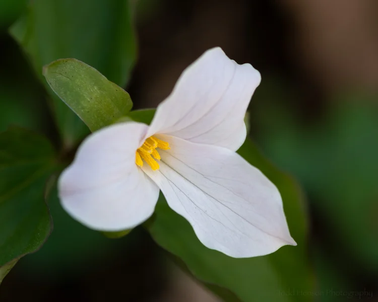 White Trillium From Bud to Bloom in 2024 — Todd Henson Photography