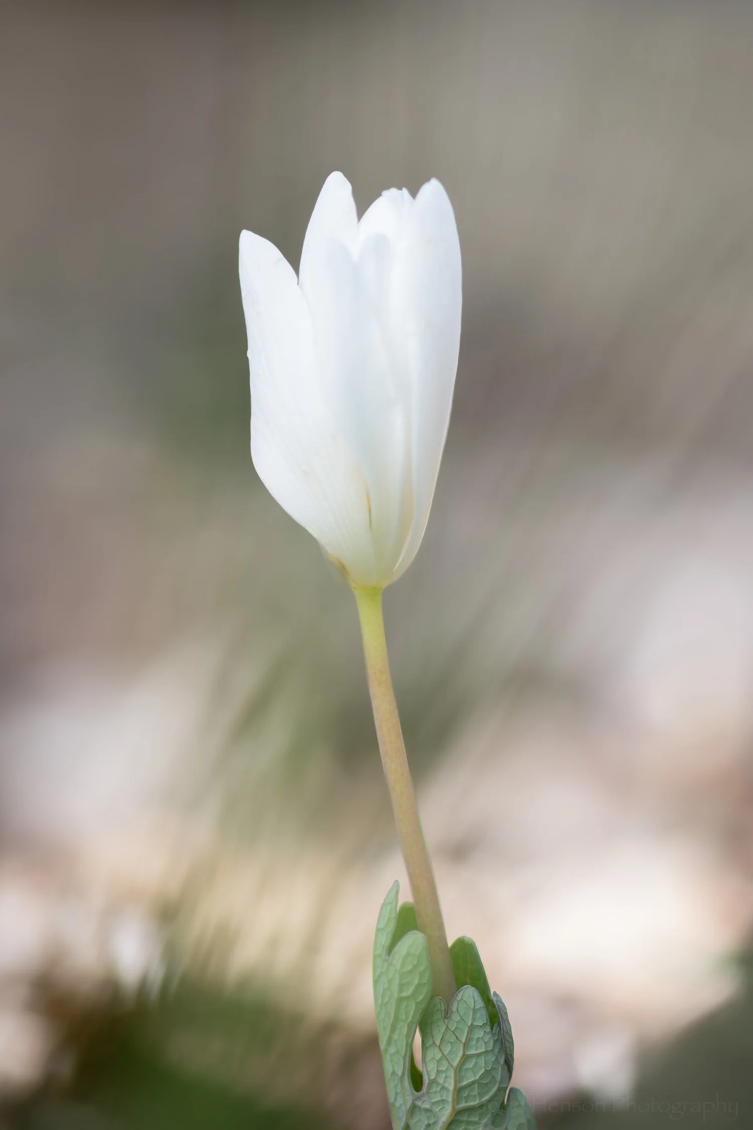Stages of Growth of Bloodroot (Sanguinaria canadensis) — Todd Henson ...