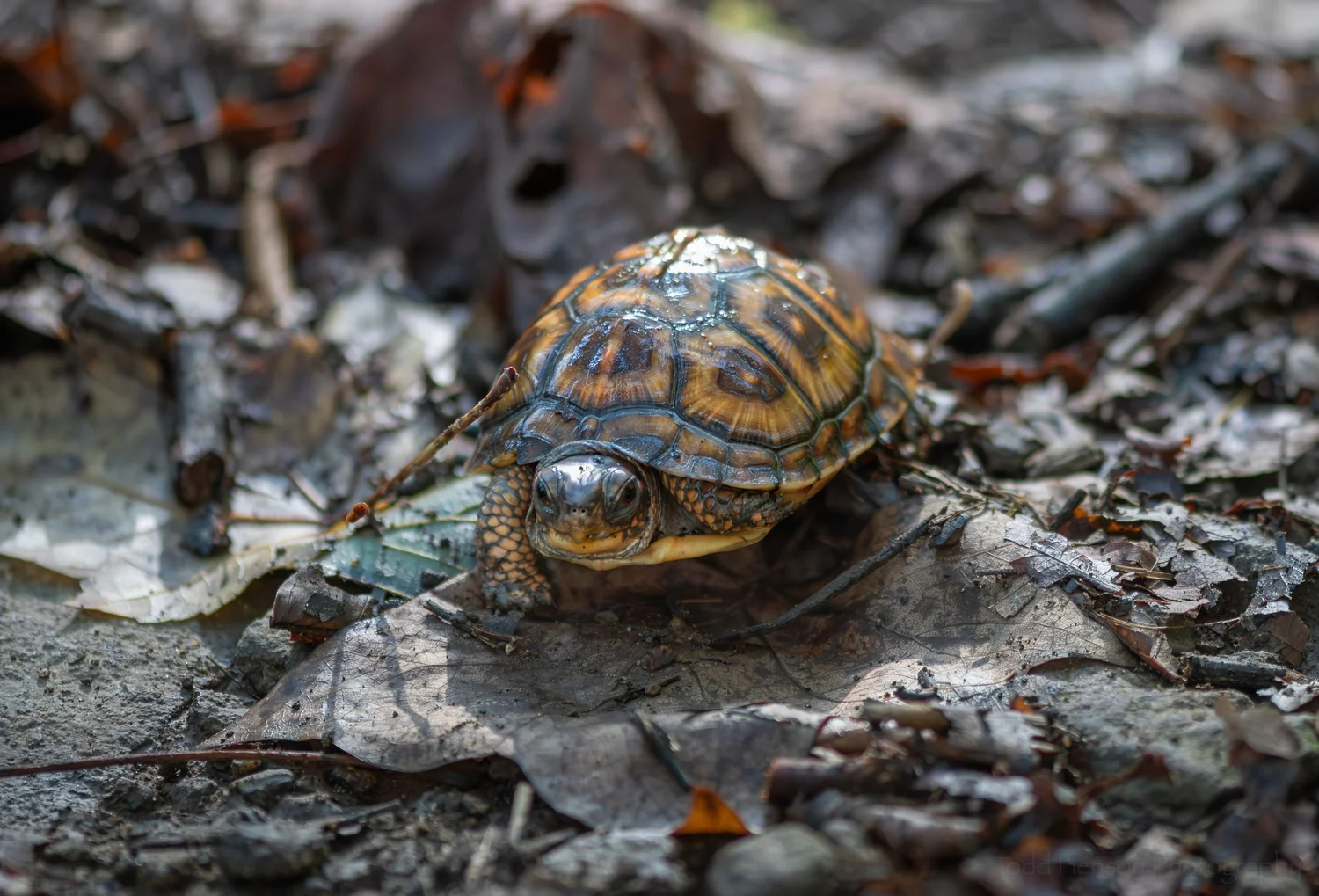 Adolescent Eastern Box Turtle — Todd Henson Photography
