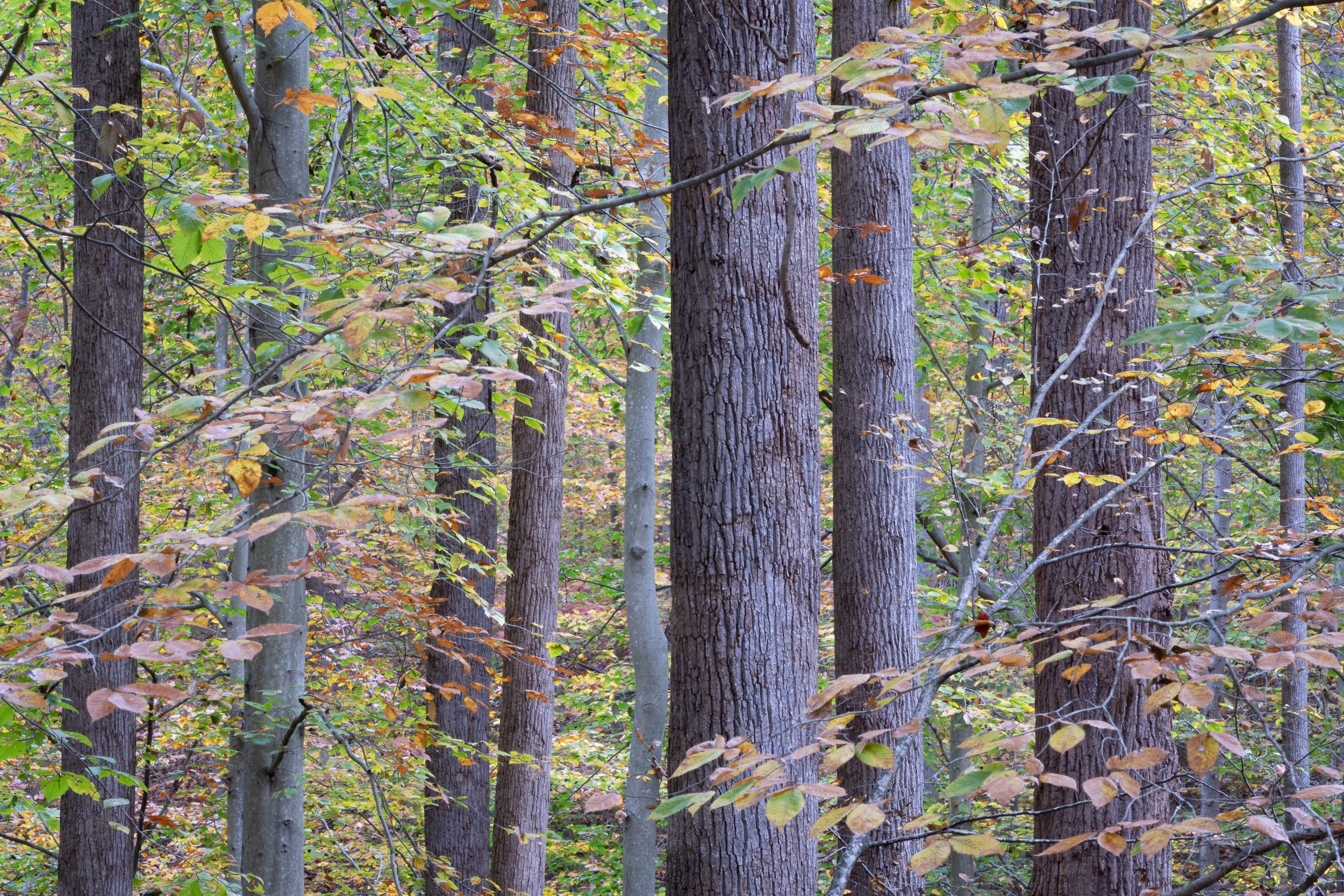Autumn in Prince William Forest Park — Todd Henson Photography