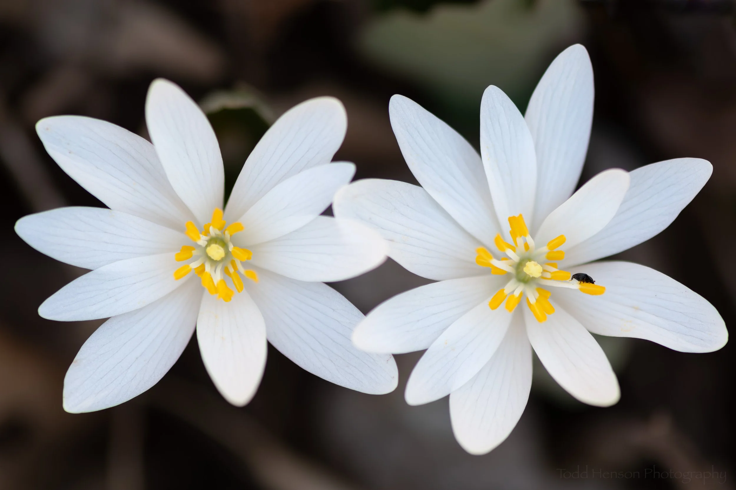 Stages of Growth of Bloodroot (Sanguinaria canadensis) — Todd Henson ...