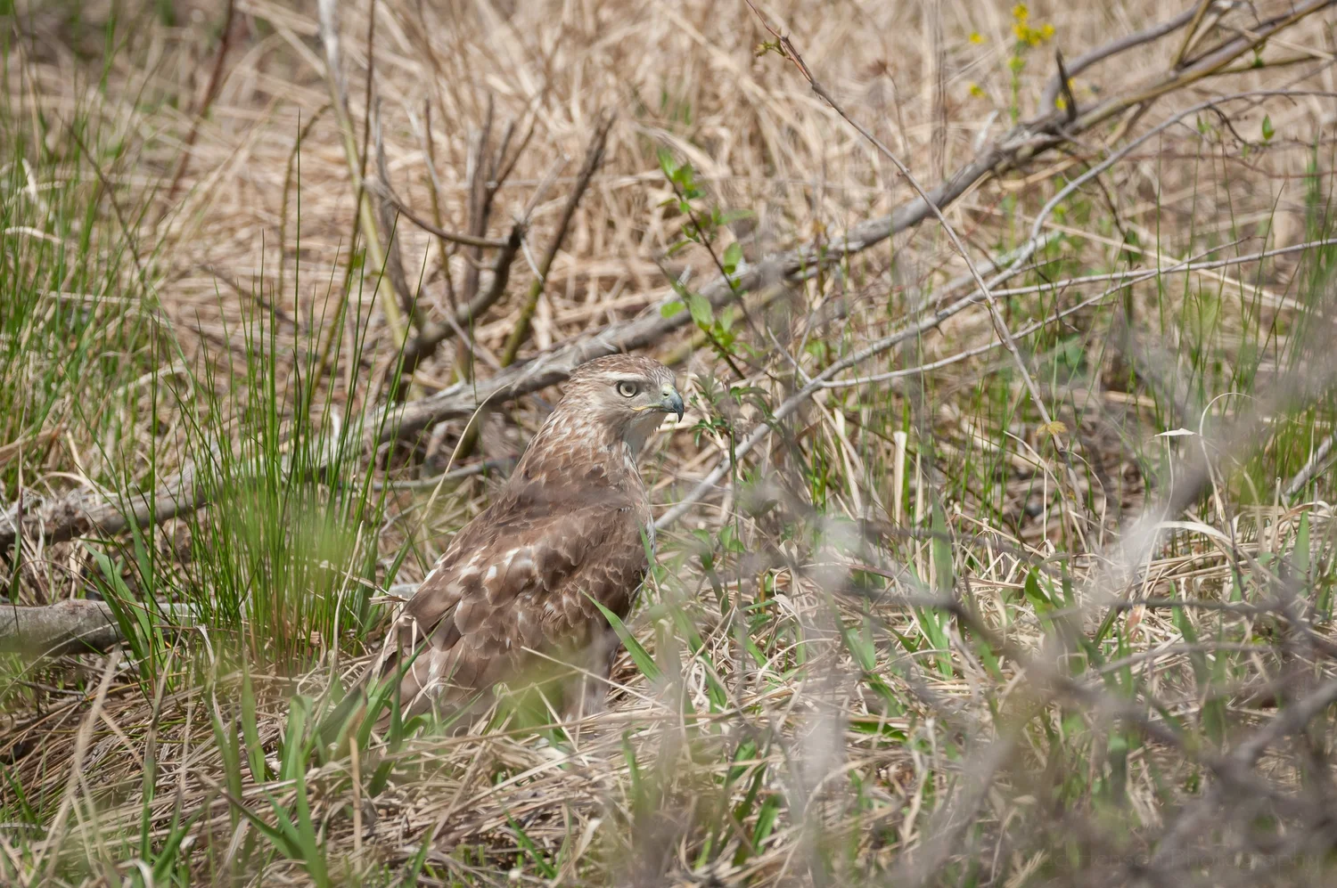 Juvenile Red-tailed Hawk Cooling Off — Todd Henson Photography