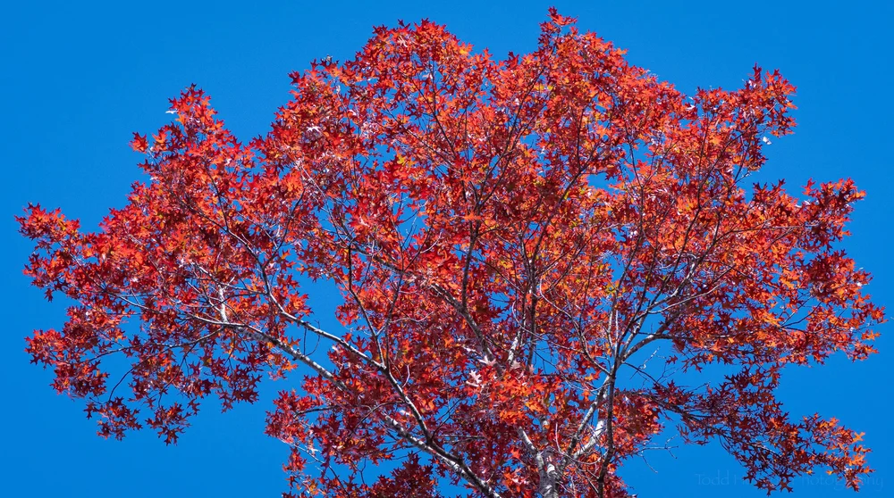 Mid-November Oak Leaves — Todd Henson Photography