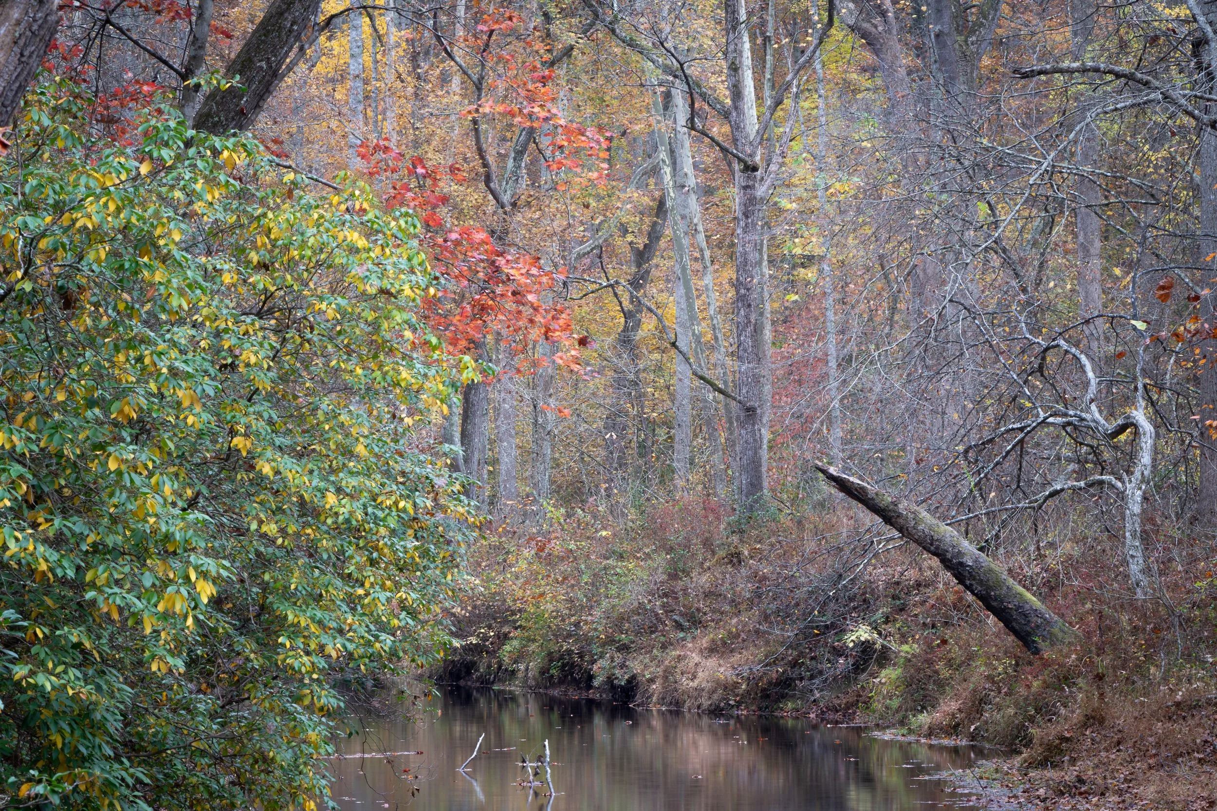 Autumn in Prince William Forest Park — Todd Henson Photography