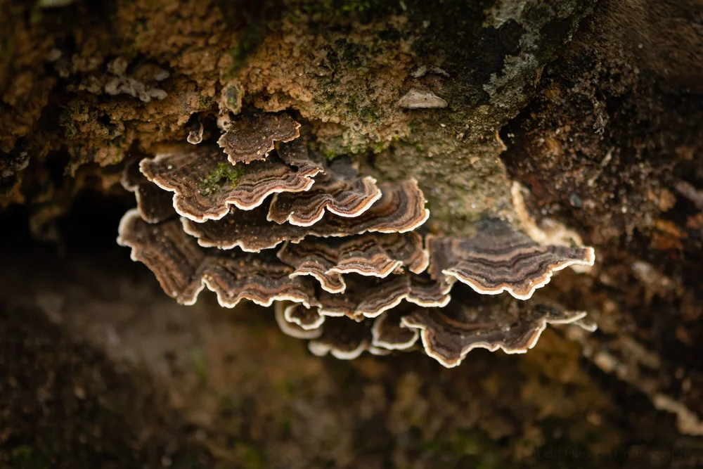 Color Fringing Fungus: An Example of Chromatic Aberration — Todd Henson ...