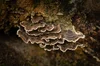 Color Fringing Fungus: An Example of Chromatic Aberration — Todd Henson ...