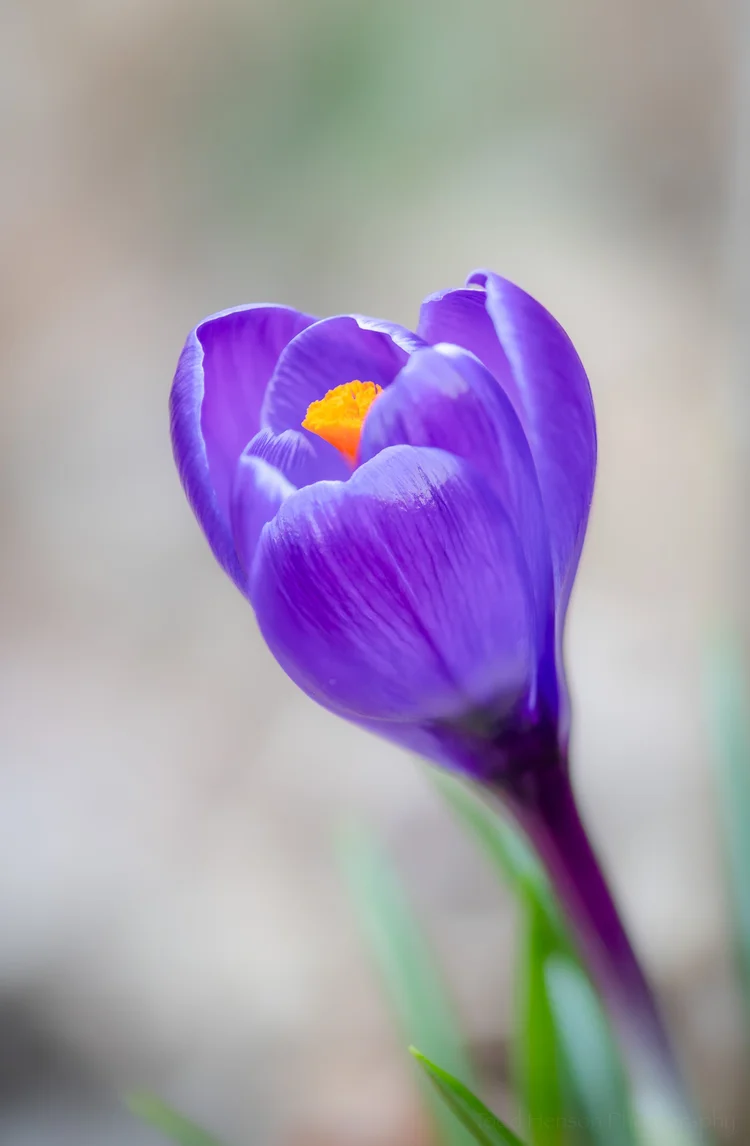 First Spring Crocus of 2026 — Todd Henson Photography