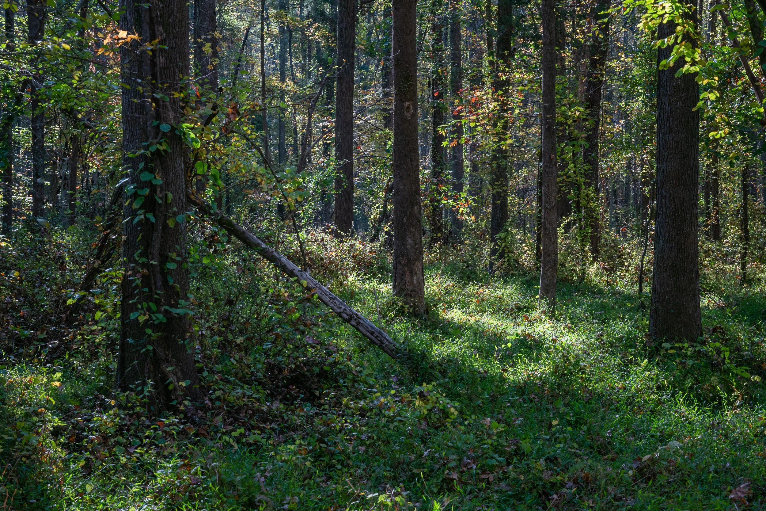 Two Views of Huntley Meadows Woodlands — Todd Henson Photography