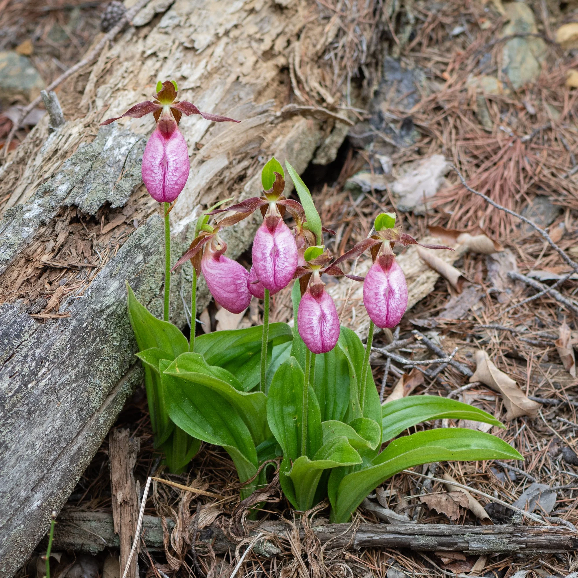 Stages of Growth of Pink Lady’s Slipper Orchids — Todd Henson Photography