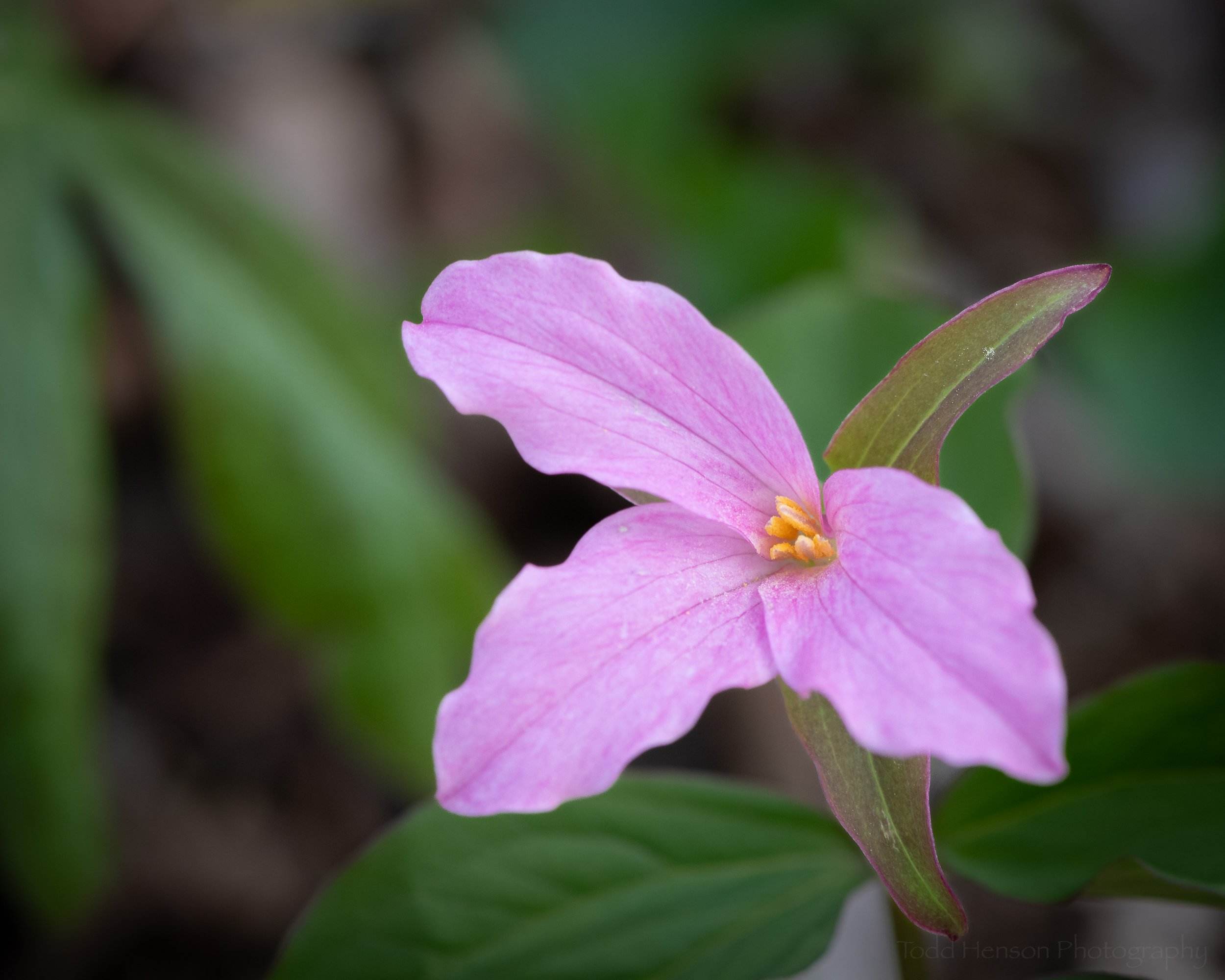White Trillium From Bud to Bloom in 2024 — Todd Henson Photography