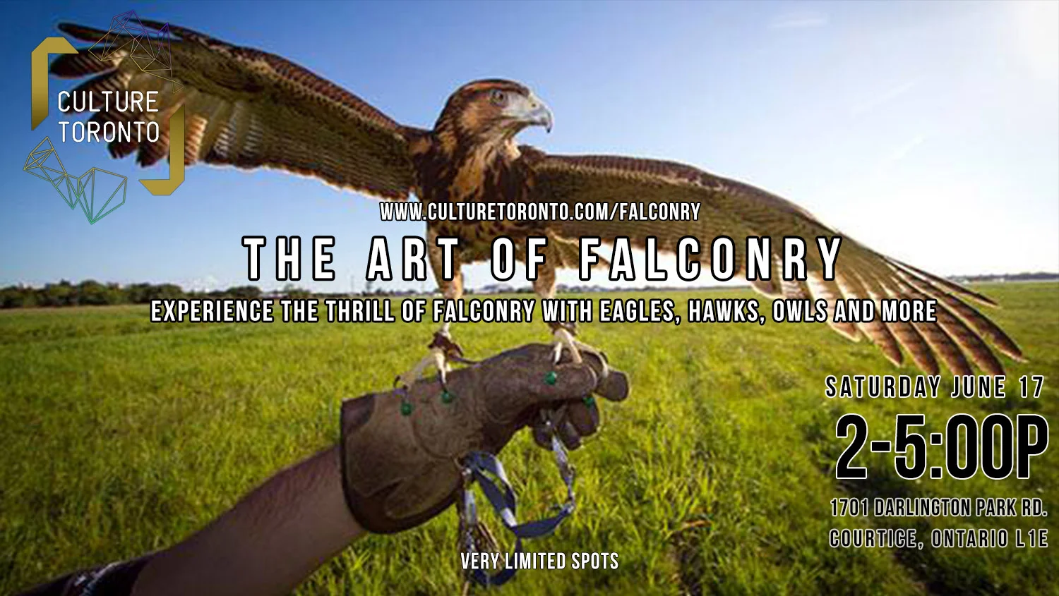 The Art of Falconry: Hawks, Eagles, Owls and more! — Culture Toronto