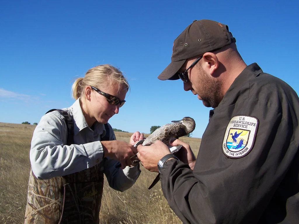 Capture marquage recapture