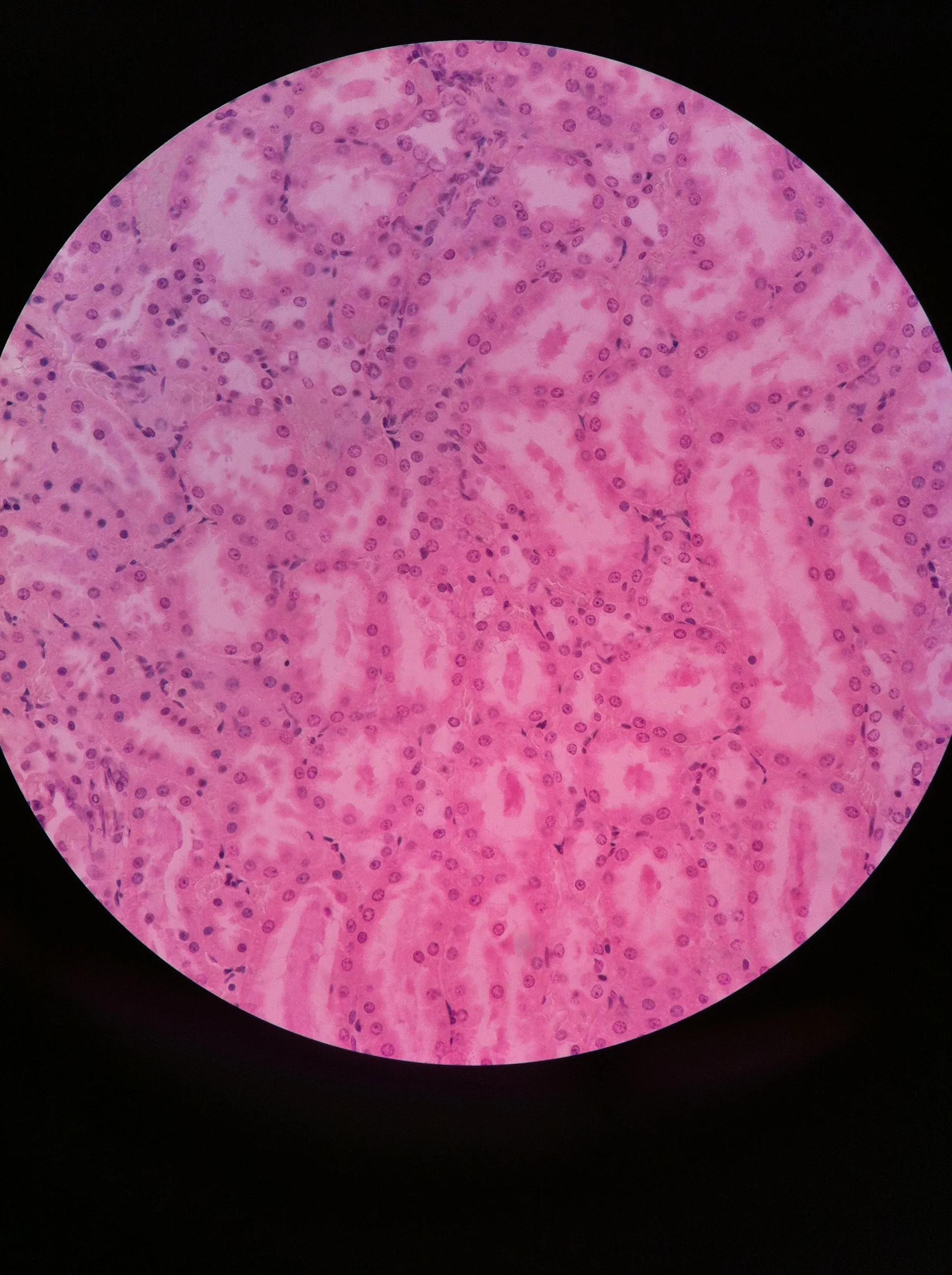 Simple Cuboidal 400x Labeled