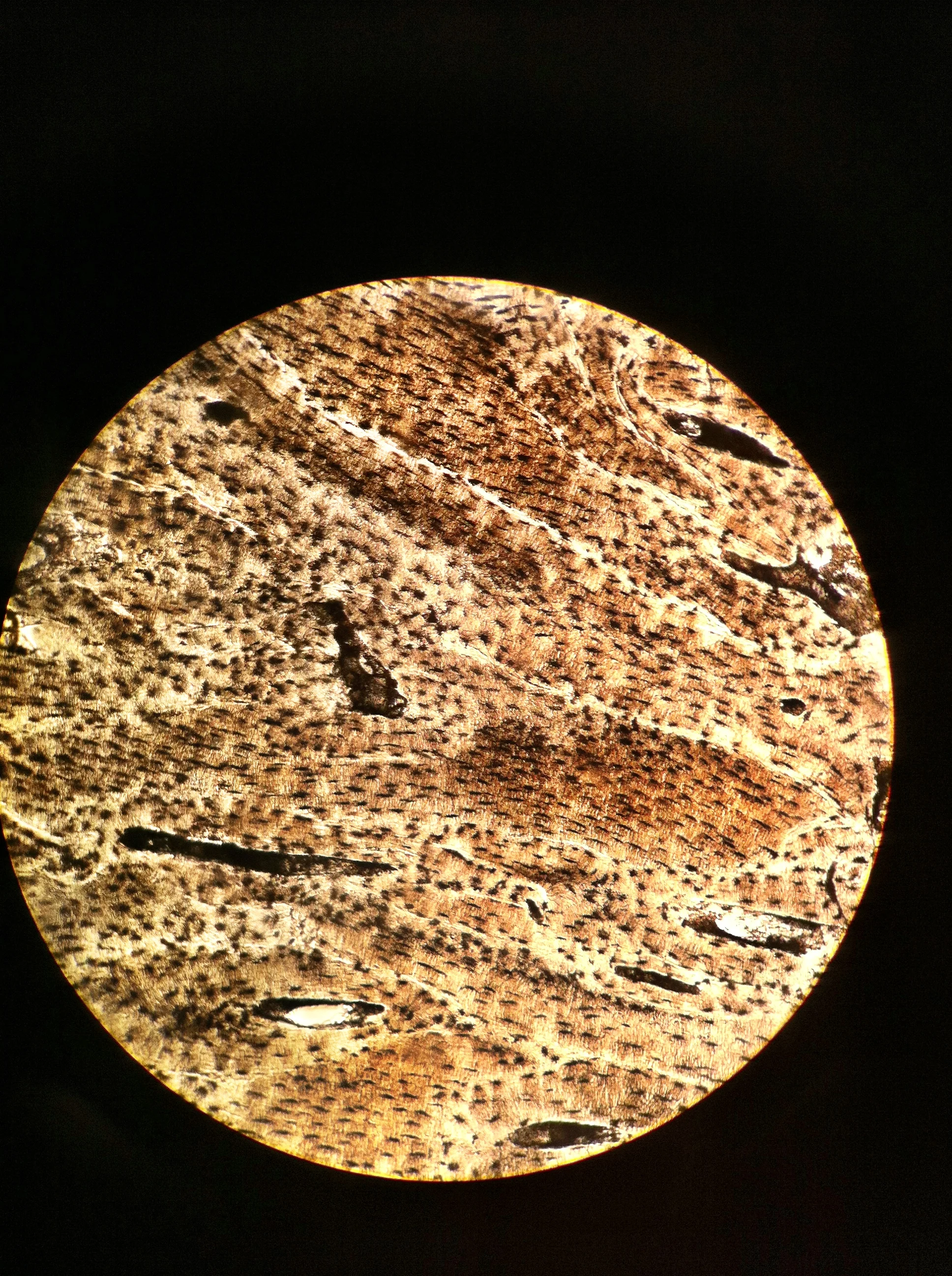 Connective Tissues — See Why Anatomy