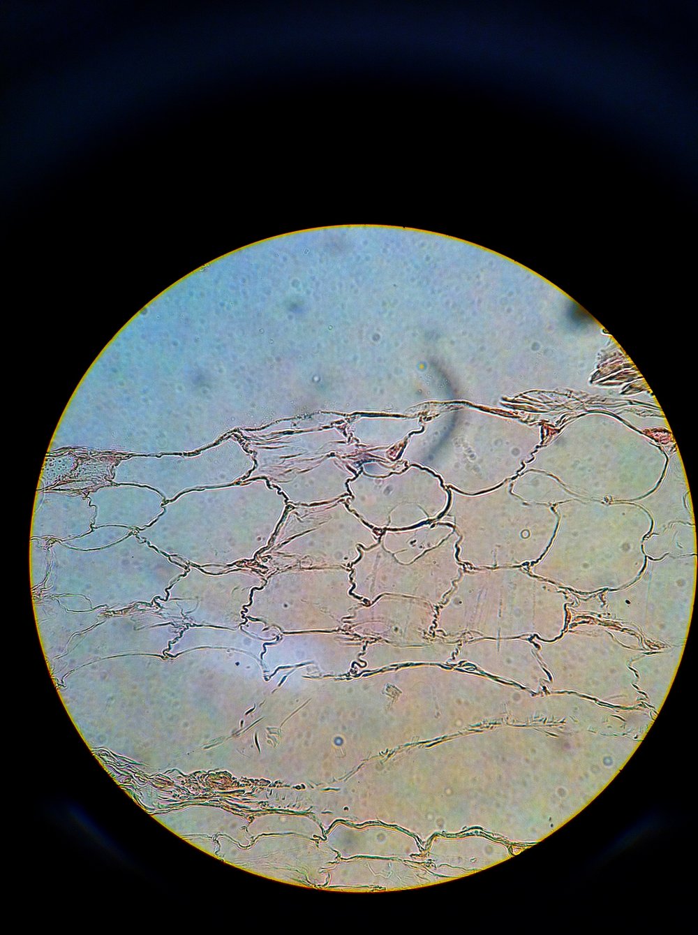 Adipose Connective Tissue 400x