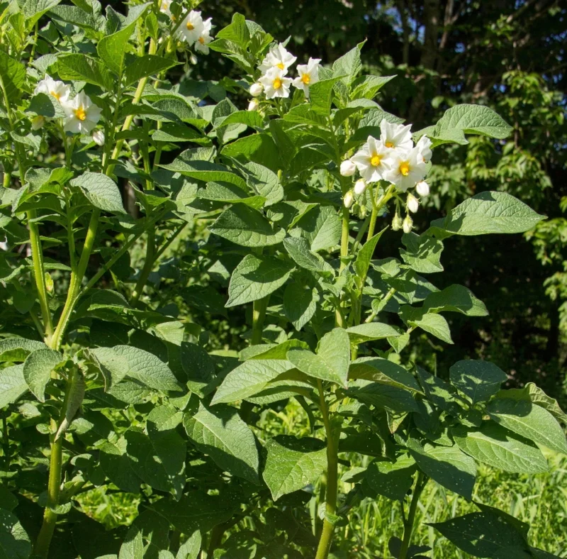 Potatoes — Albert County Museum & RB Bennett Centre