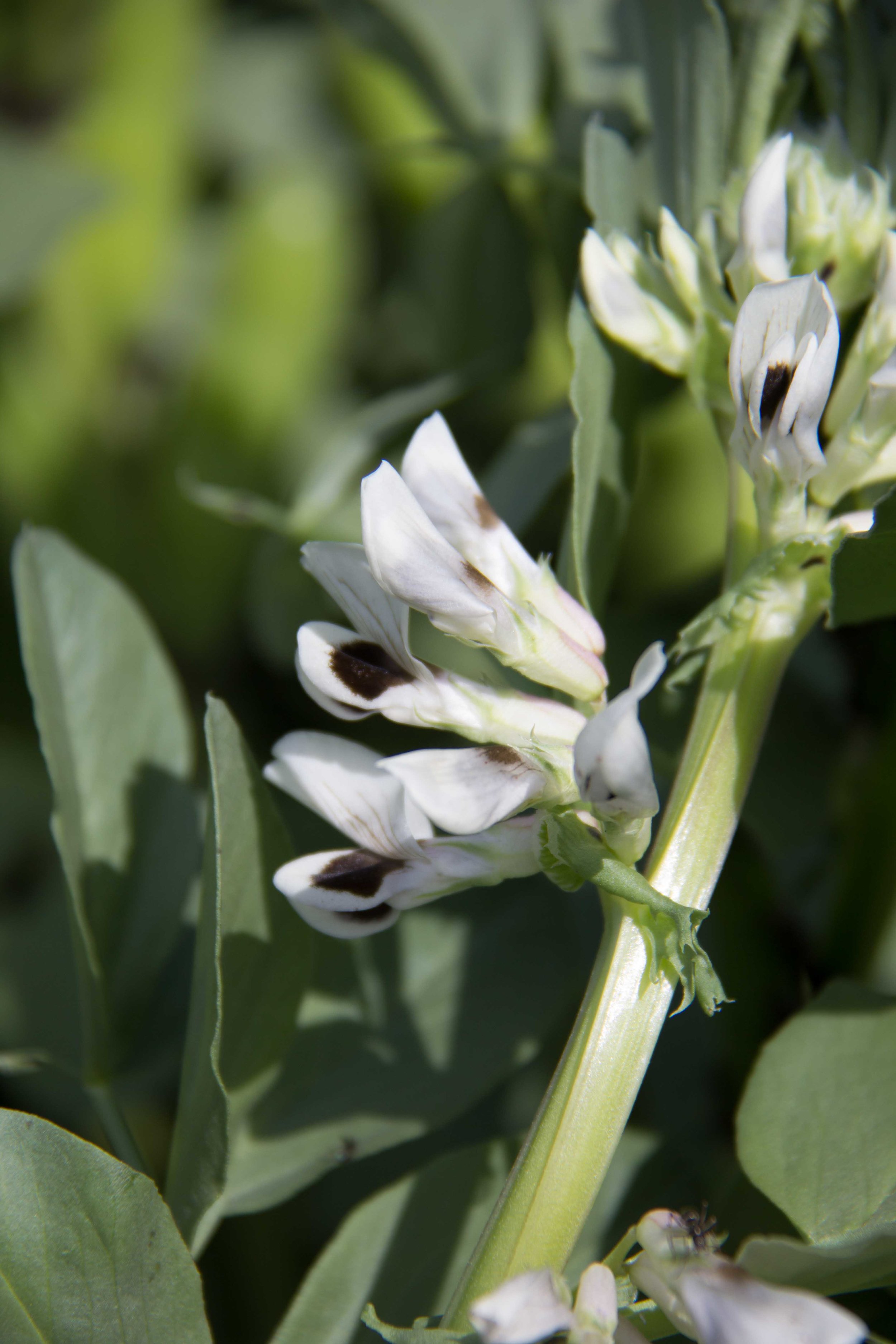 Runner and Fava Beans — Albert County Museum & RB Bennett Centre