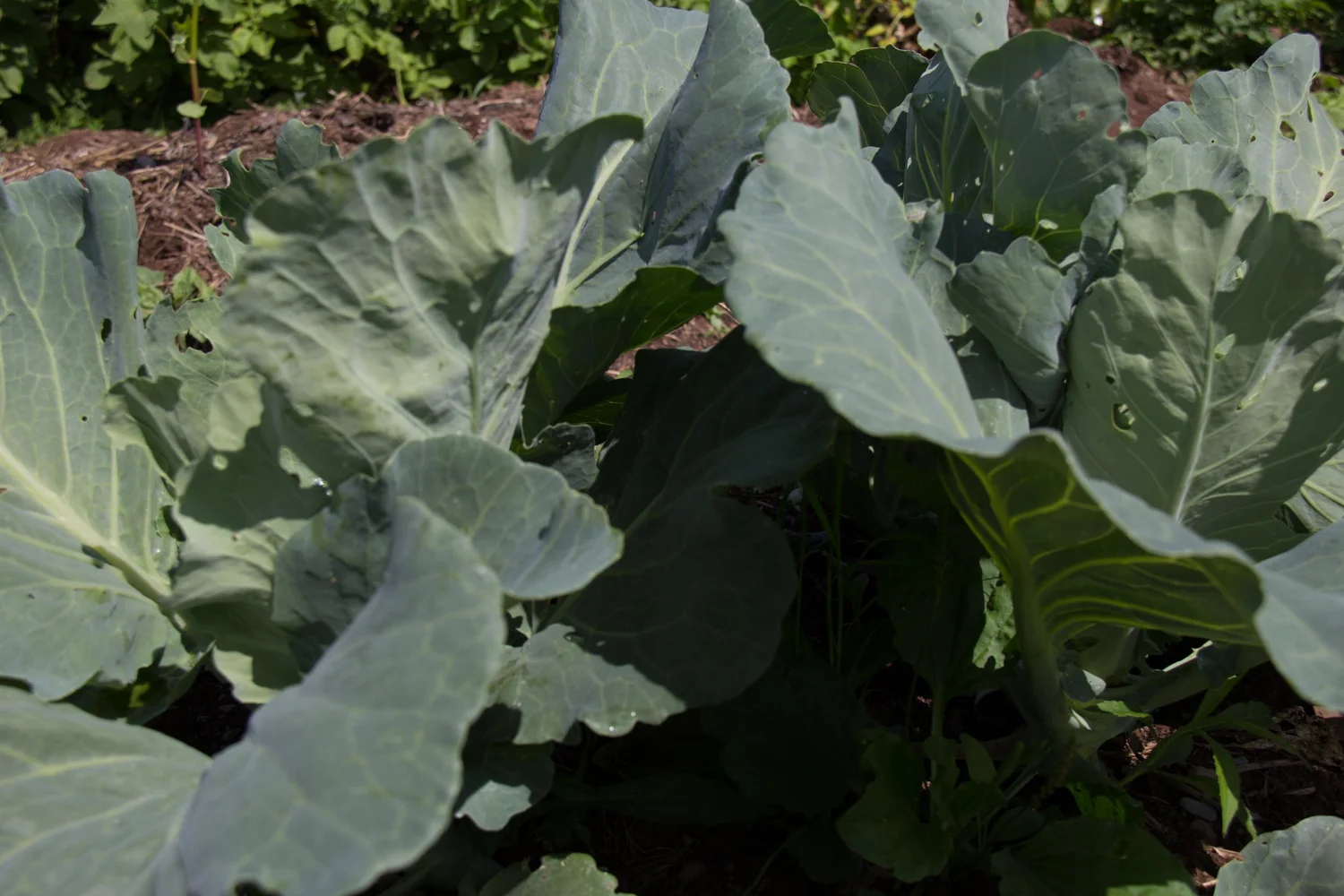 Cabbage — Albert County Museum & RB Bennett Centre