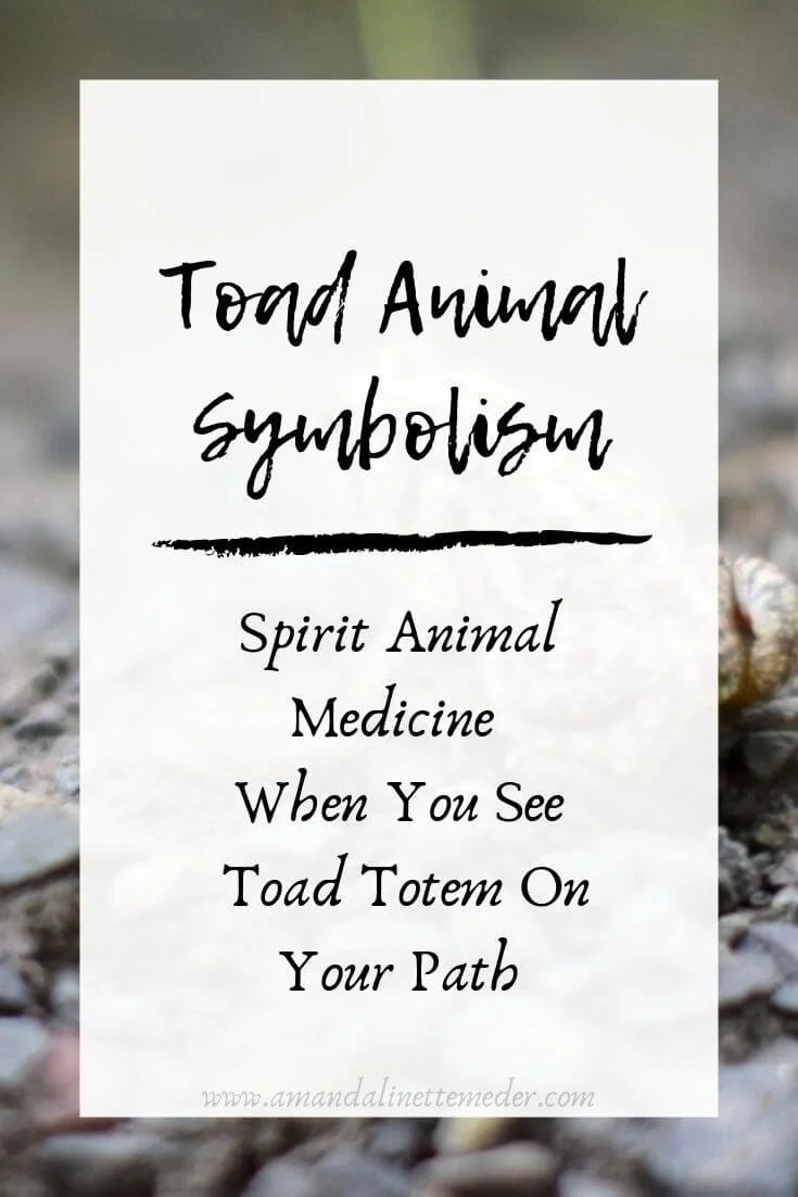 Toad Symbolism: Toad Totem Spirit Animal Meaning — Amanda Linette Meder