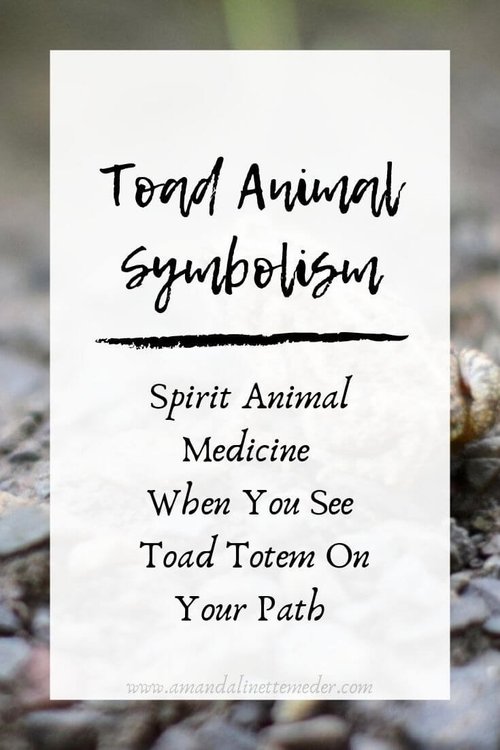 Toad Symbolism: Toad Totem Spirit Animal Meaning — Amanda Linette Meder