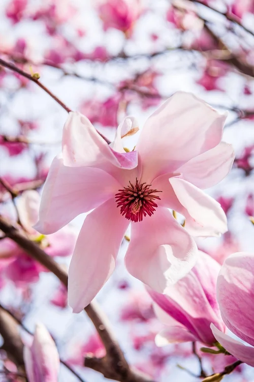 5 Spiritual Meanings of the Spring Equinox
