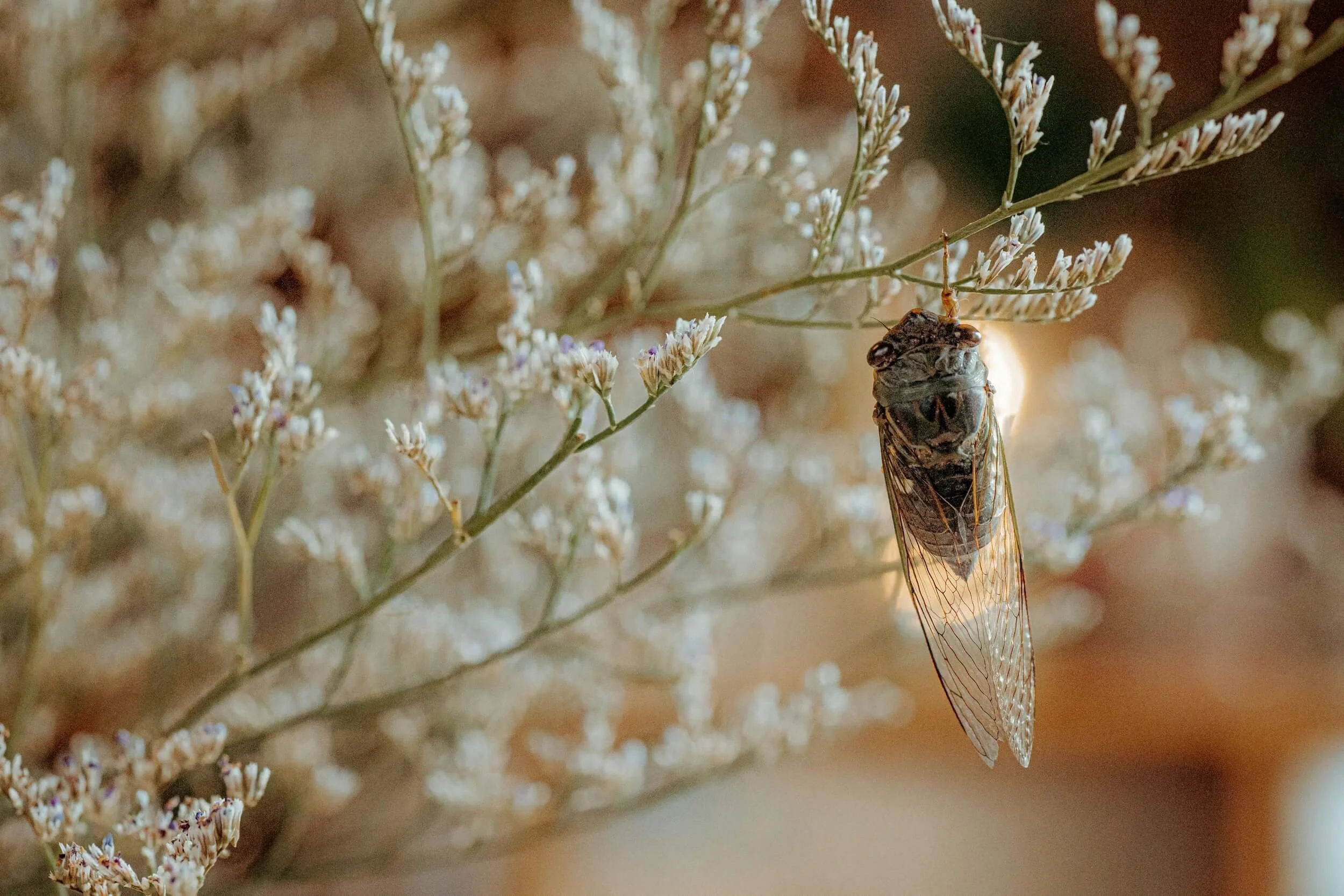 Cicada Symbolism: 5 Spiritual Messages and Their Meaning