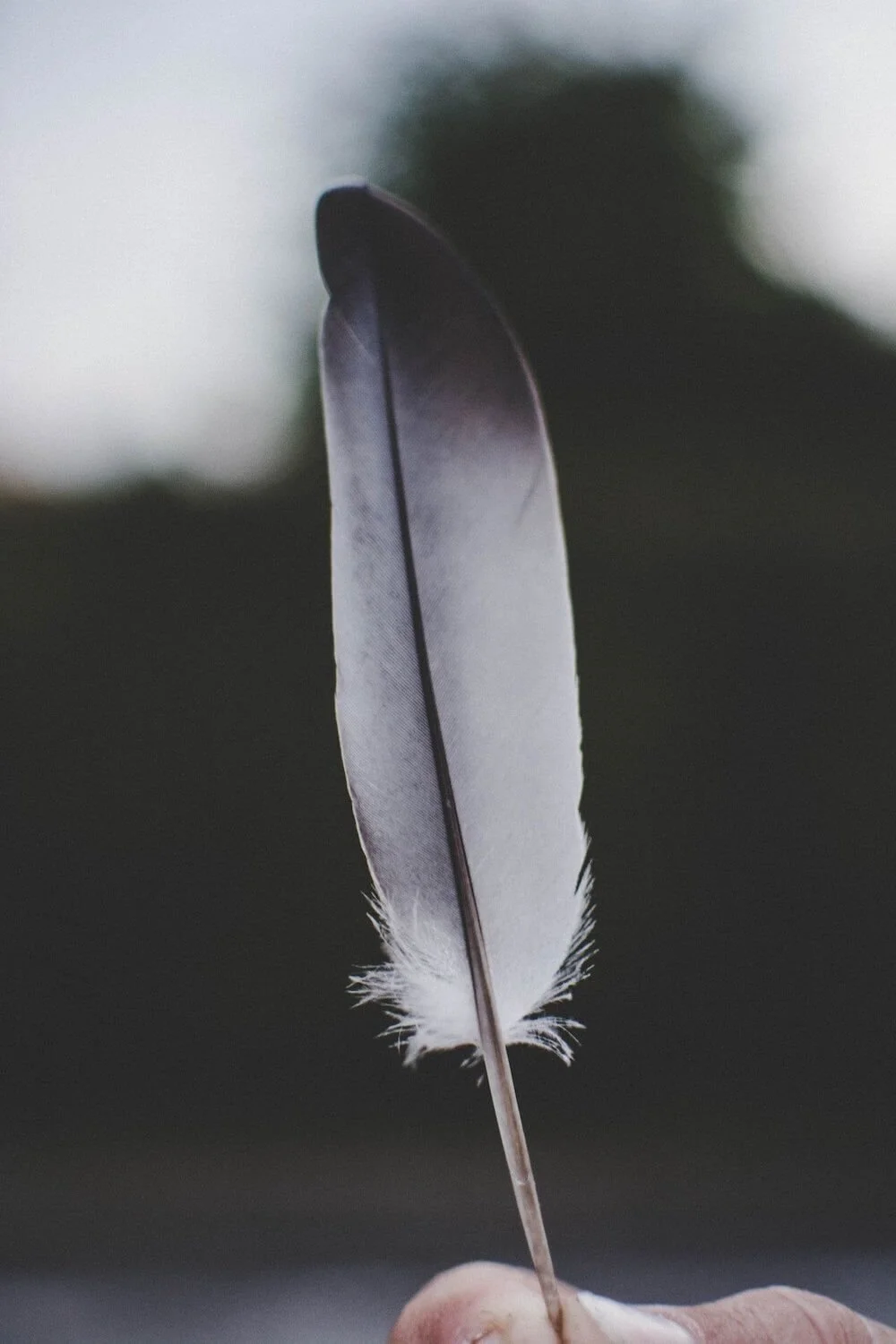 Spiritual Meaning Of Feathers Found In The Wild