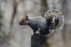 Squirrel Symbolism: 7 Spiritual Meanings of the Squirrel