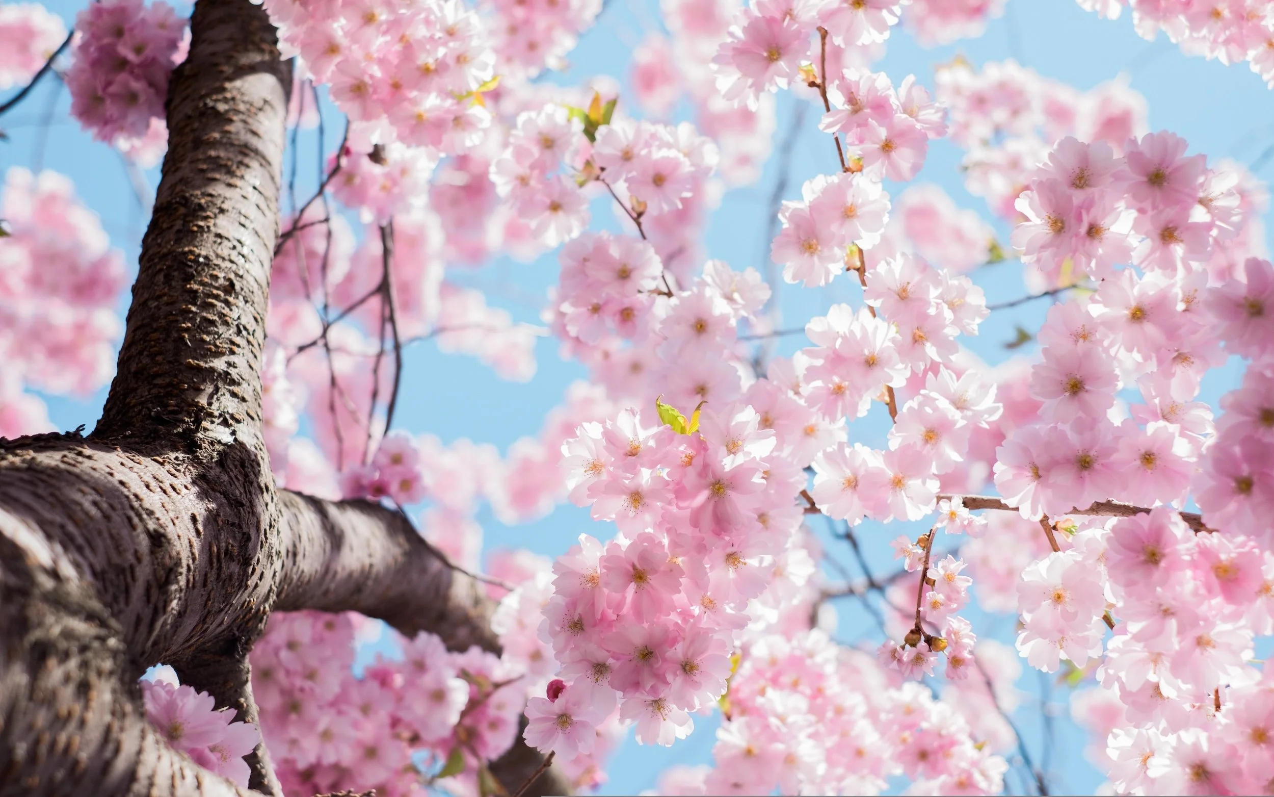 5 Spiritual Meanings of the Spring Equinox