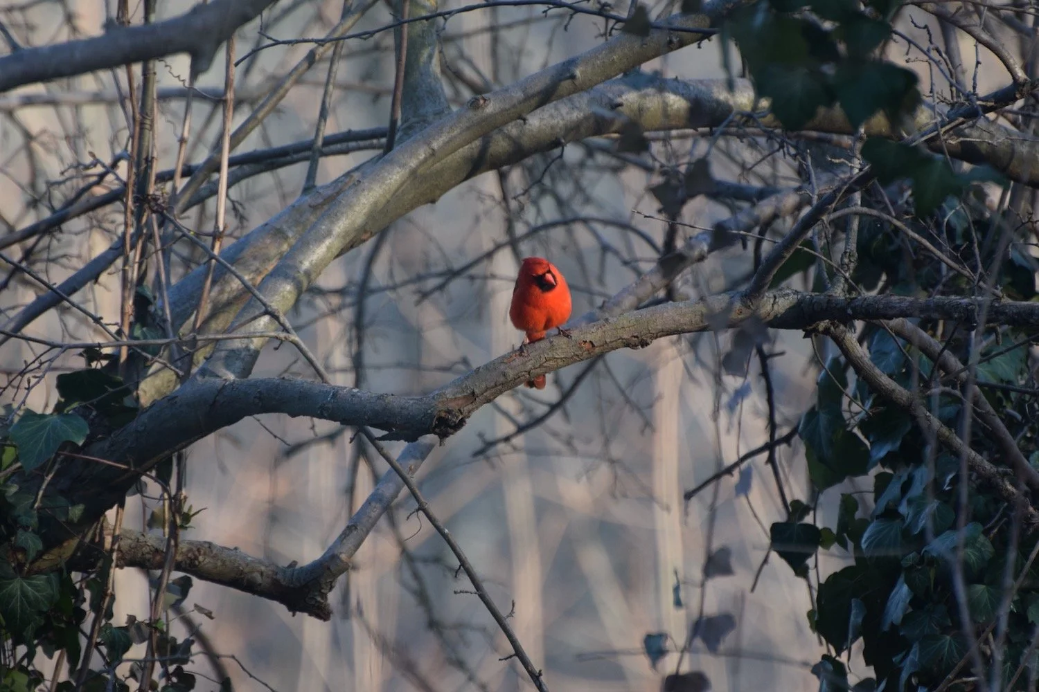 Signs From Spirit - Does My Father Visit Me As A Cardinal? — Amanda ...