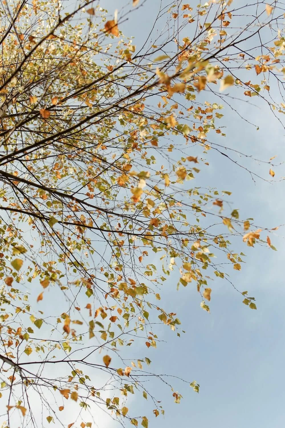 5 Spiritual Meanings of the Fall Equinox