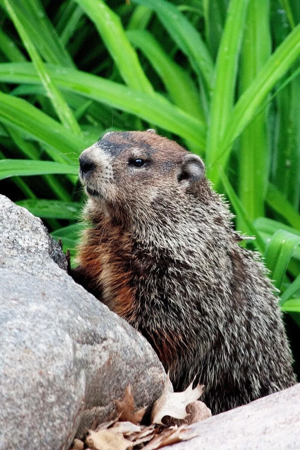 Groundhog Symbolism: 9 Spiritual Meanings of Groundhogs