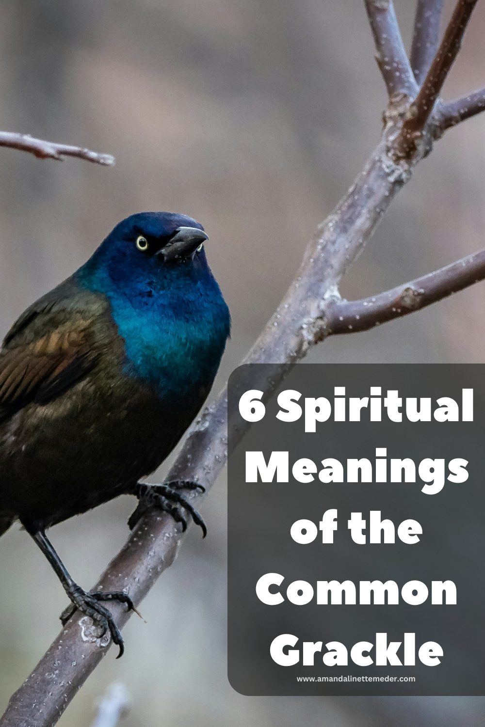 6 Spiritual Meanings of the Common Grackle — Amanda Linette Meder