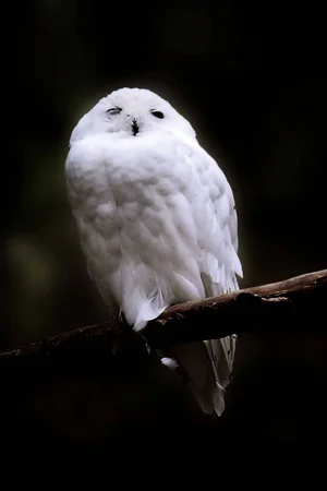 Owl Symbolism: 9 Spiritual Meanings of this Mystical Bird