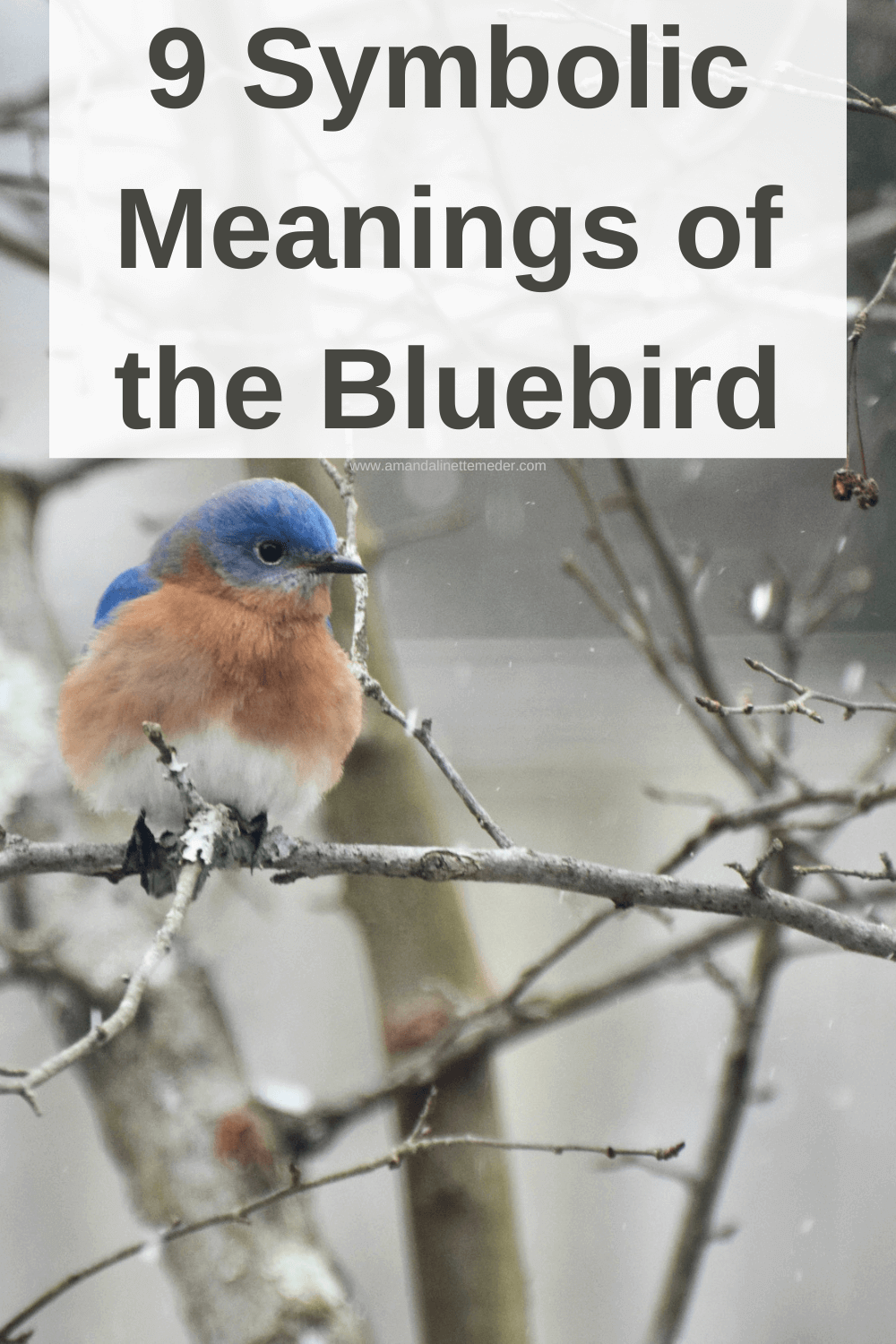 9 Symbolic Meanings of the Bluebird