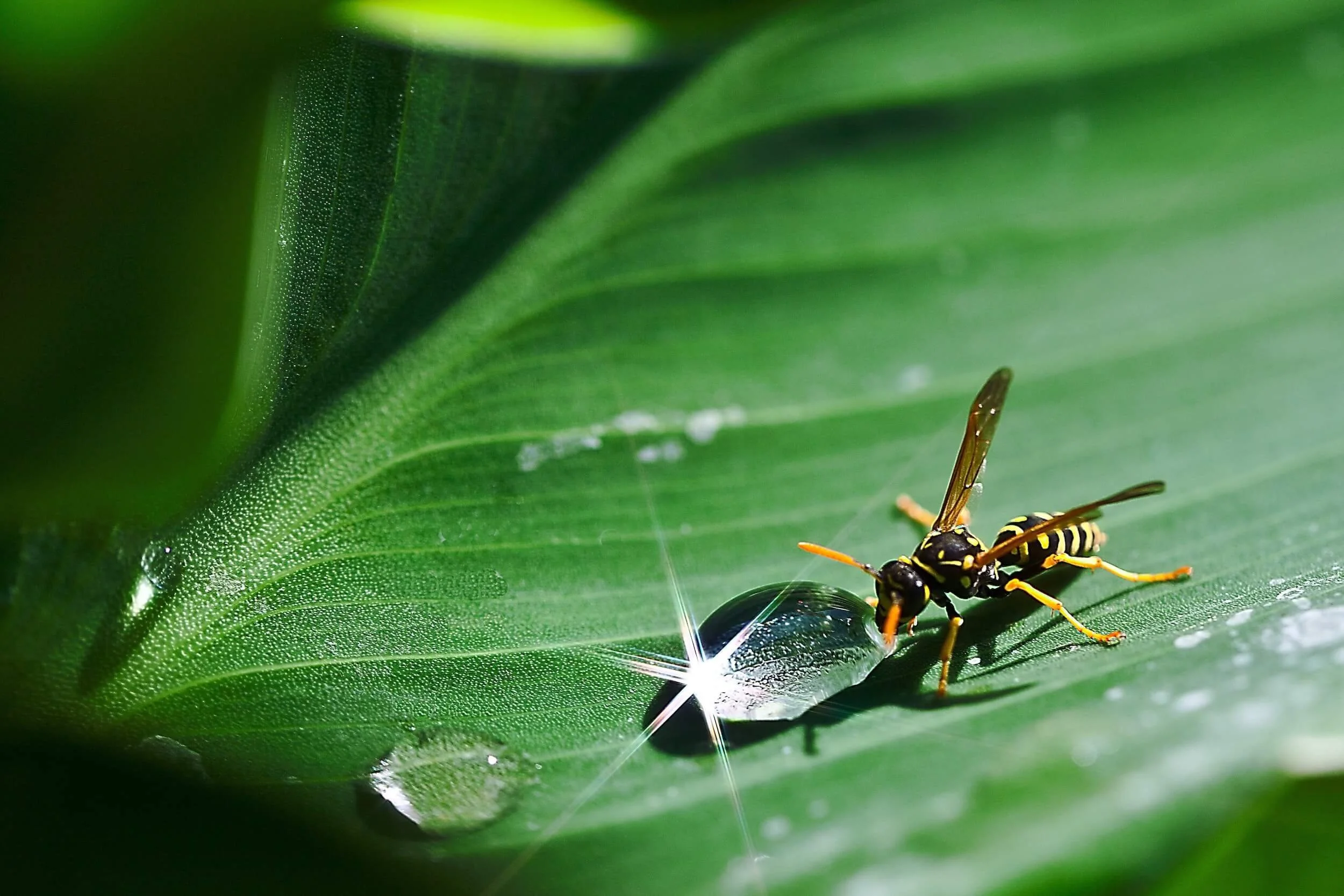 Wasp Symbolism: 7 Spiritual Meanings of Wasps — Amanda Linette Meder