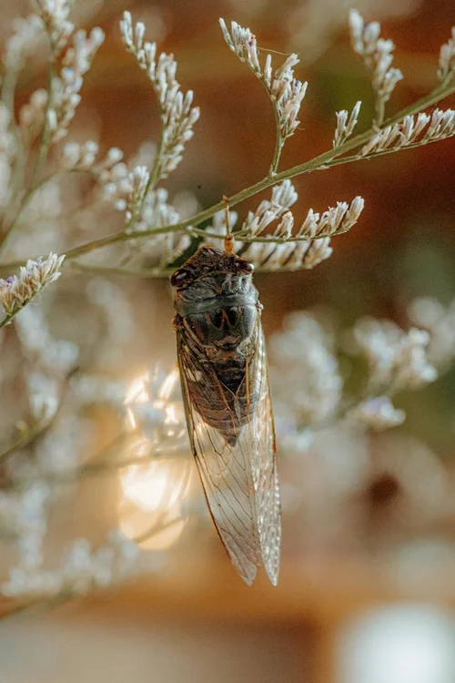 Cicada Symbolism: 5 Spiritual Messages and Their Meaning