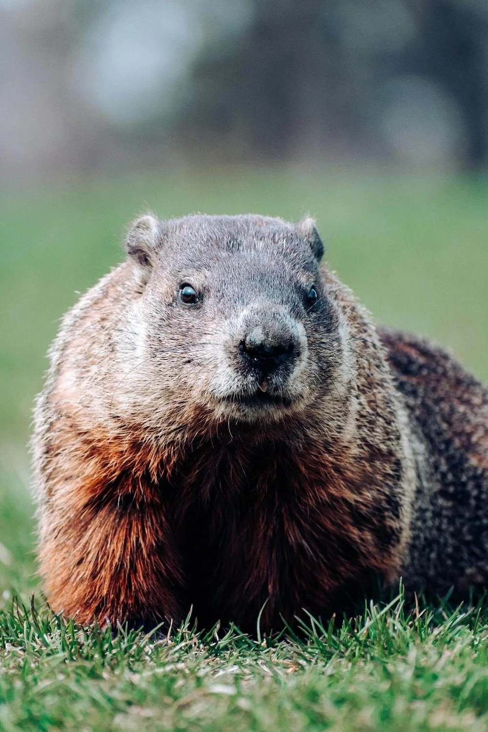 Groundhog Symbolism: 9 Spiritual Meanings of Groundhogs