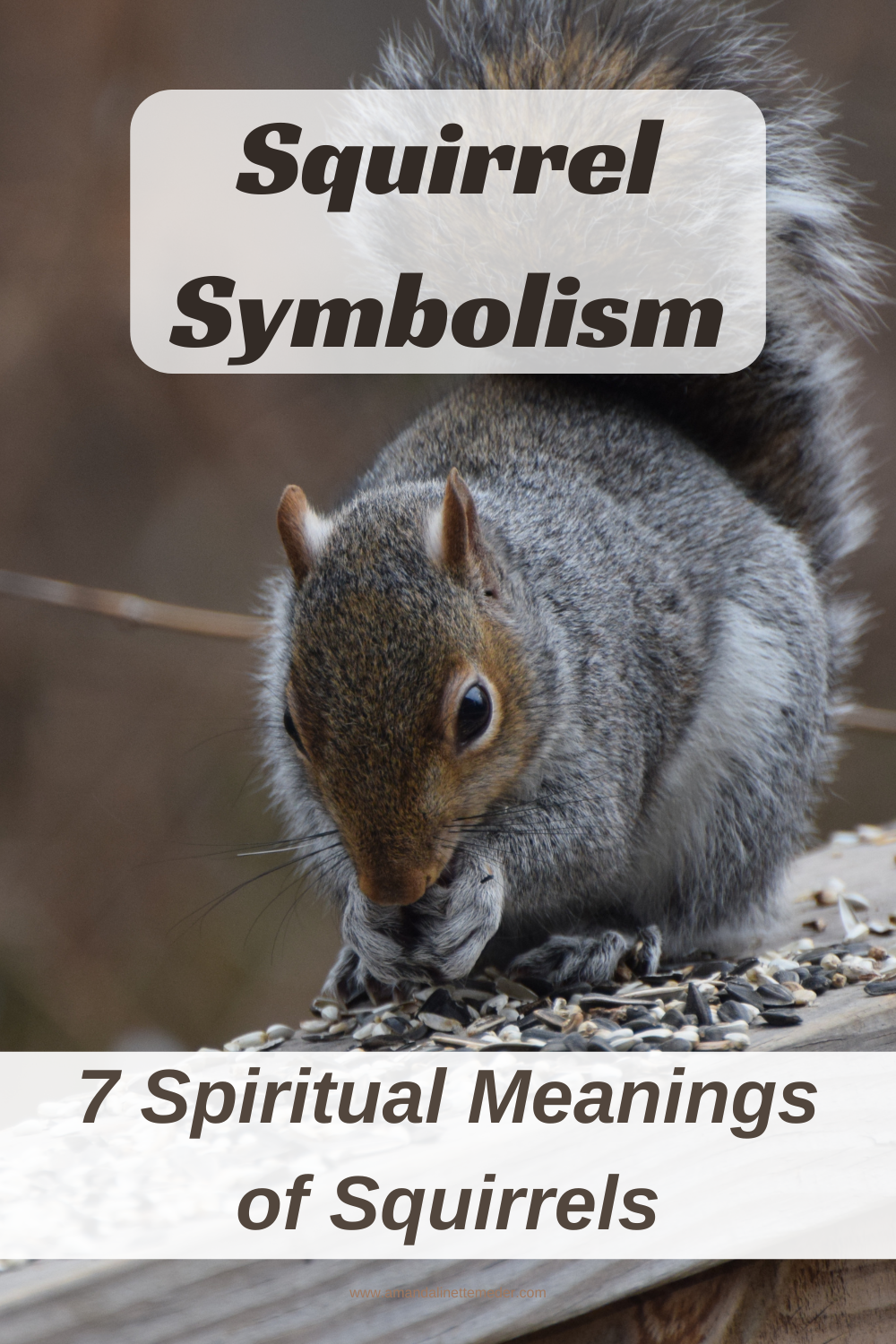 Squirrel Symbolism: 7 Spiritual Meanings of the Squirrel — Amanda ...