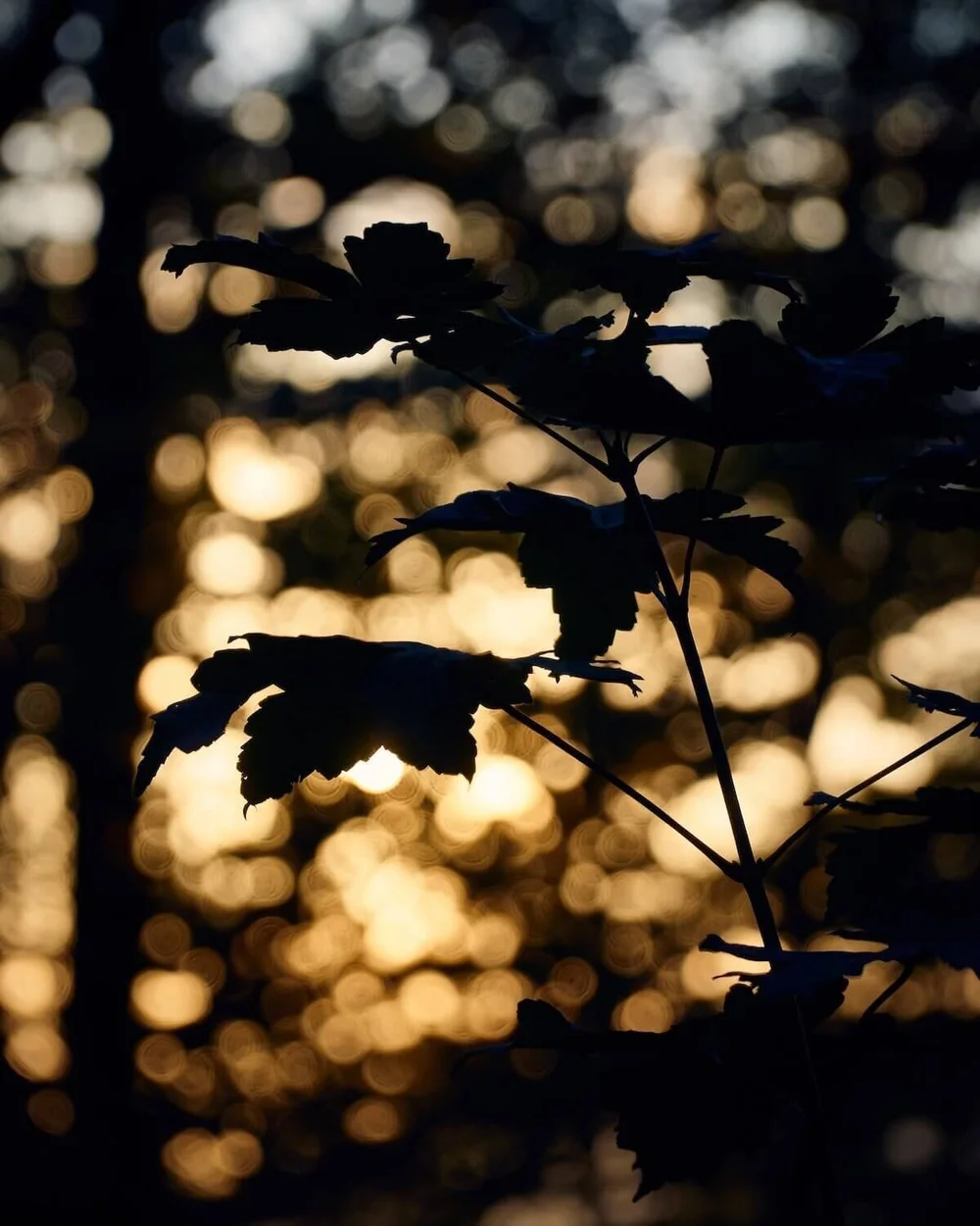 What To Expect When A Loved One Transitions To The Otherside — Amanda ...