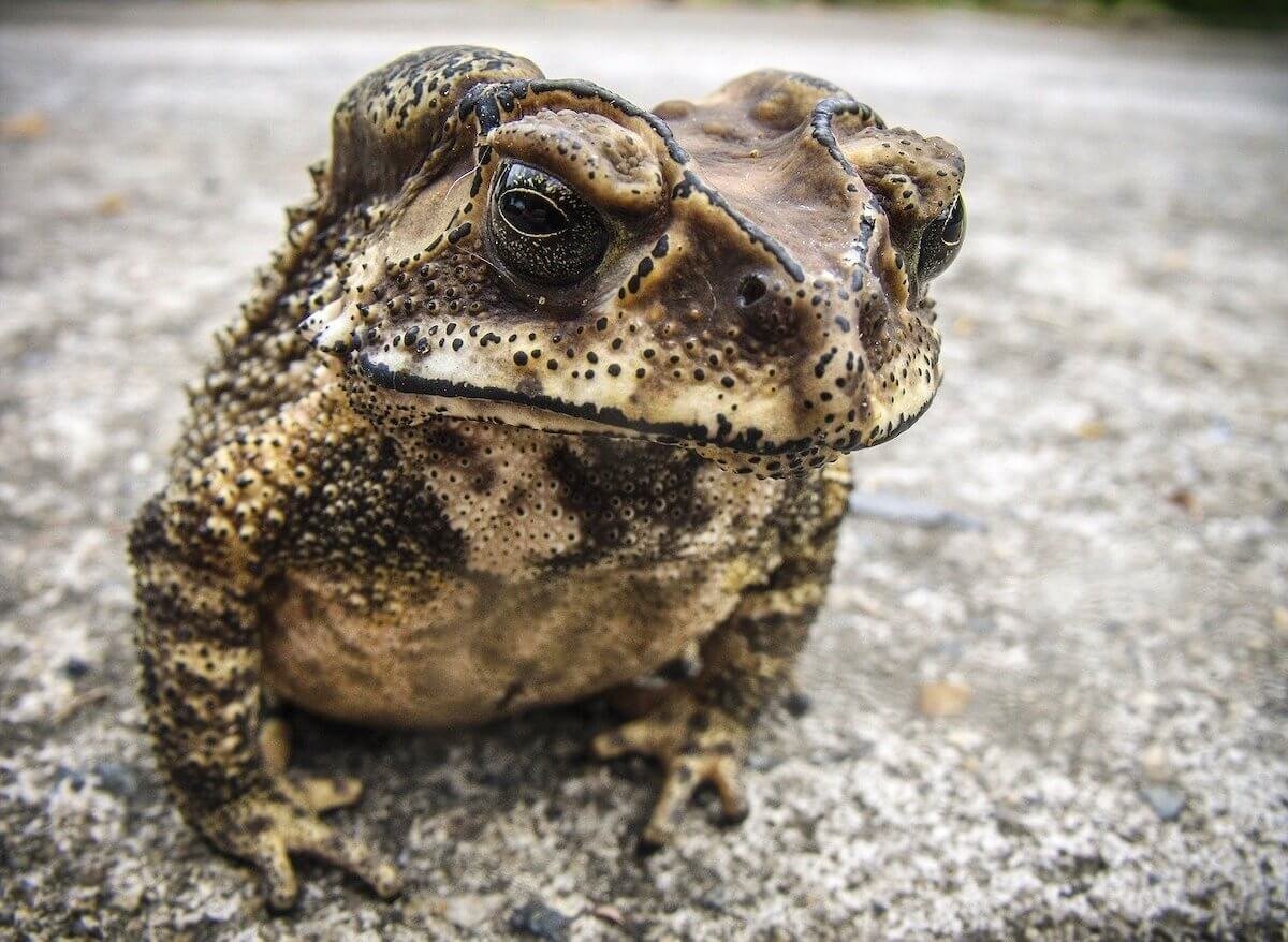 Toad Symbolism: Toad Totem Spirit Animal Meaning — Amanda Linette Meder