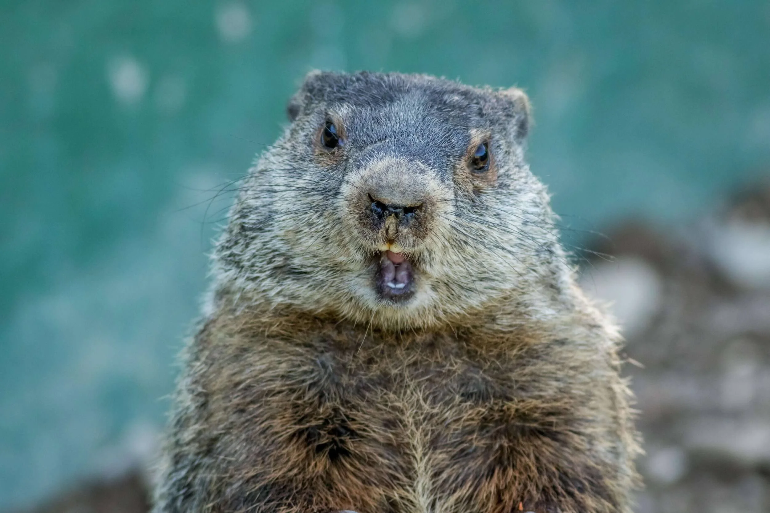Groundhog Symbolism: 9 Spiritual Meanings of Groundhogs