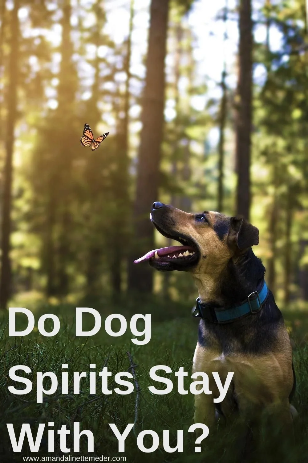 Do Dog Spirits Stay With You?